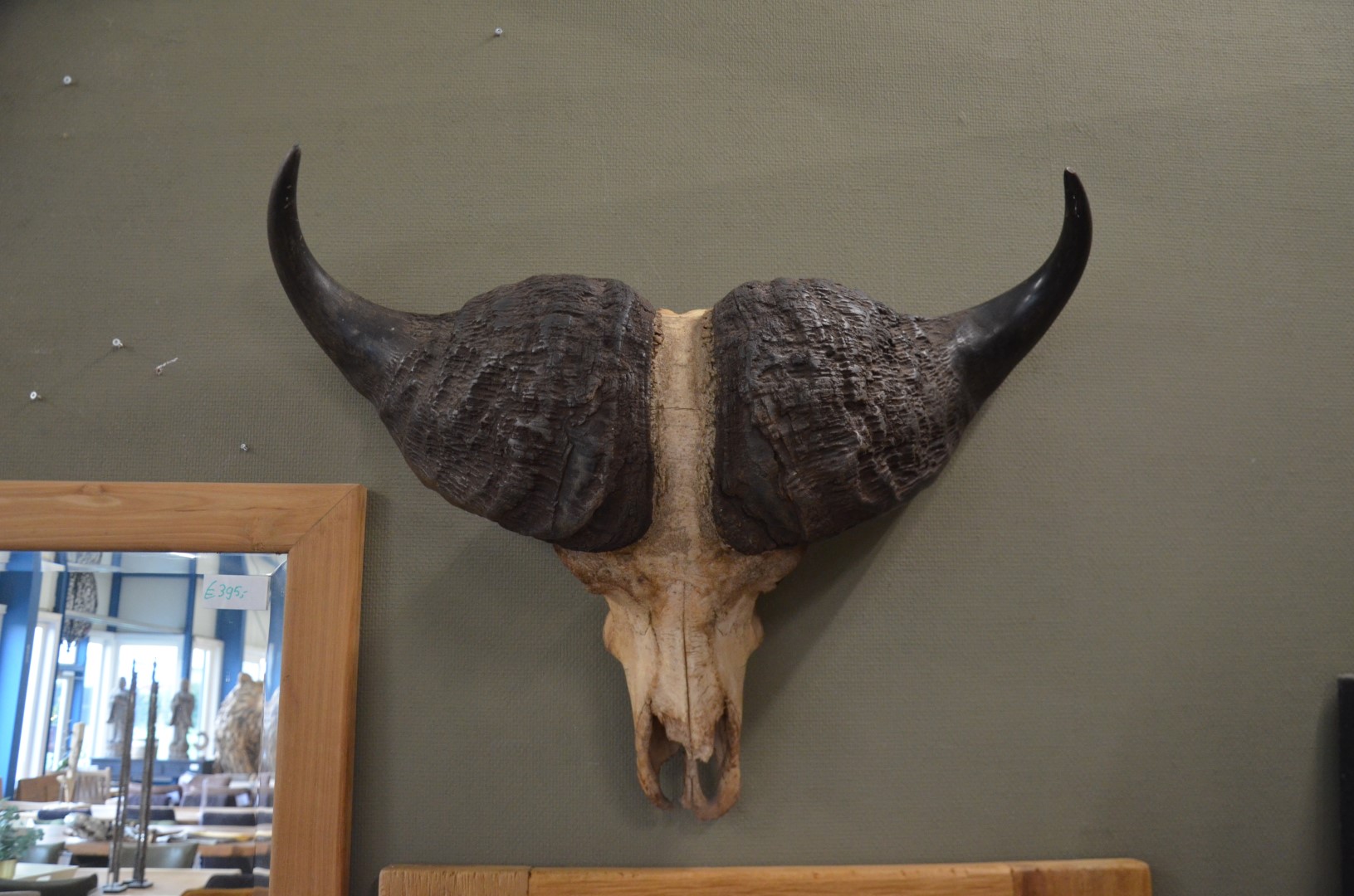 Schedel van de Afrikaanse Buffel (Big Five) | Story Landelijk Wonen